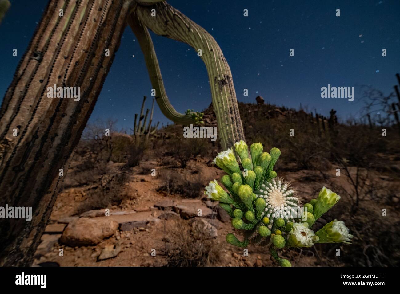 Moonlight cactus hi-res stock photography and images - Alamy