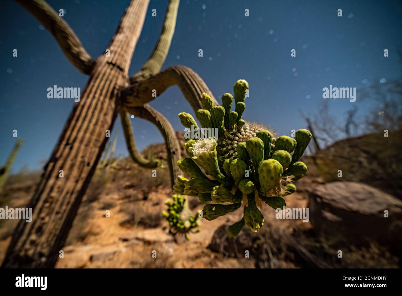 Moonlight Cactus High Resolution Stock Photography and Images - Alamy