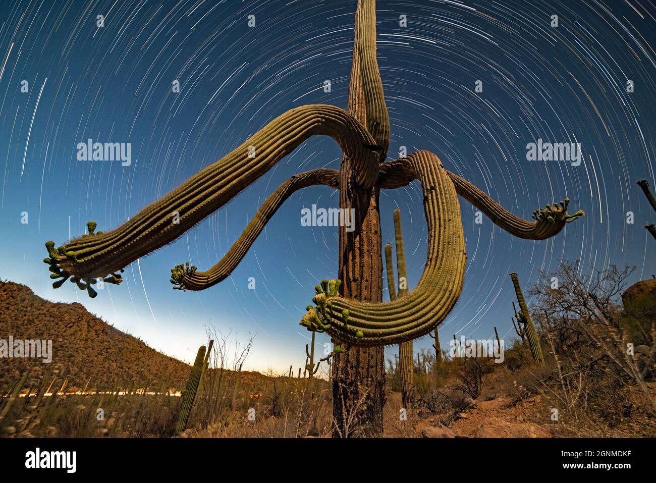 Saguaro cactus stars hi-res stock photography and images - Alamy