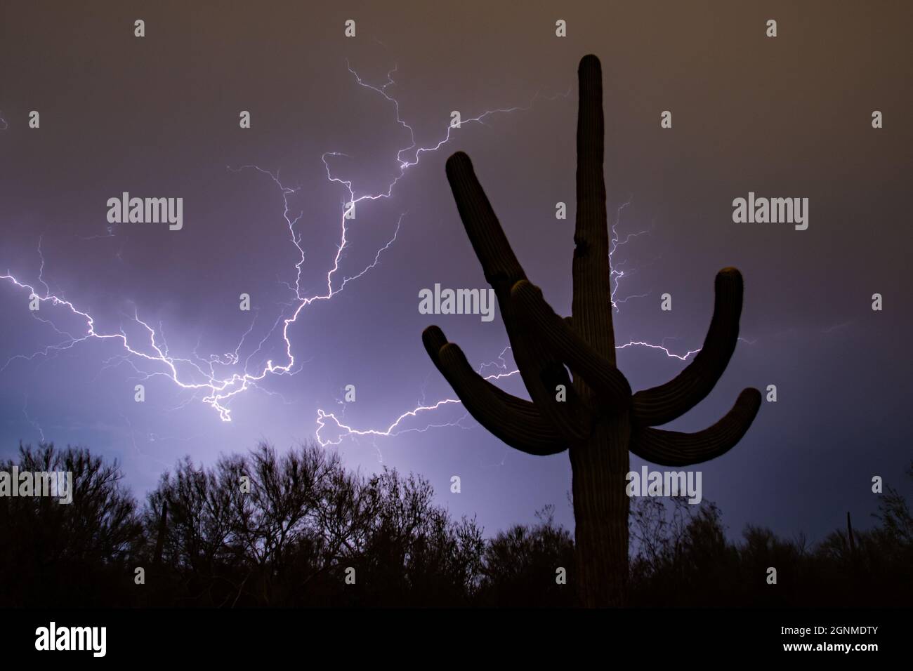 Saguaro Cactus and Lightning Stock Photo - Alamy
