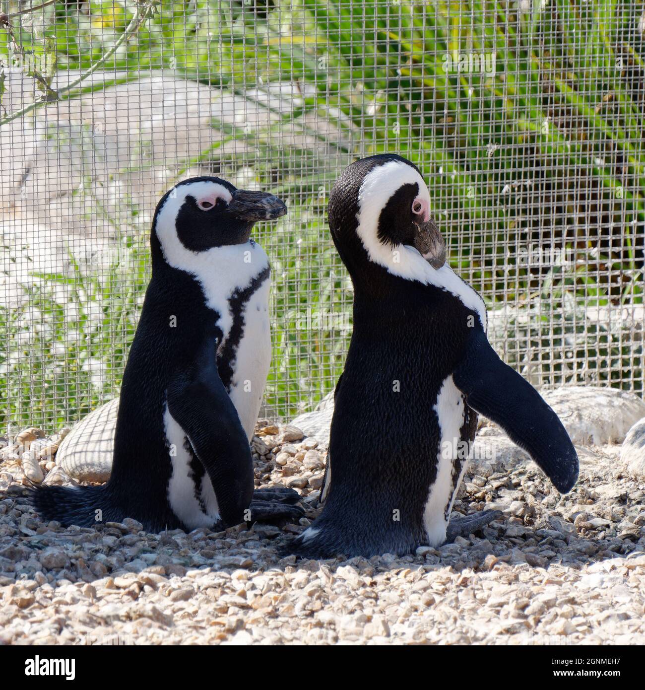Black footed penguins hi-res stock photography and images - Alamy