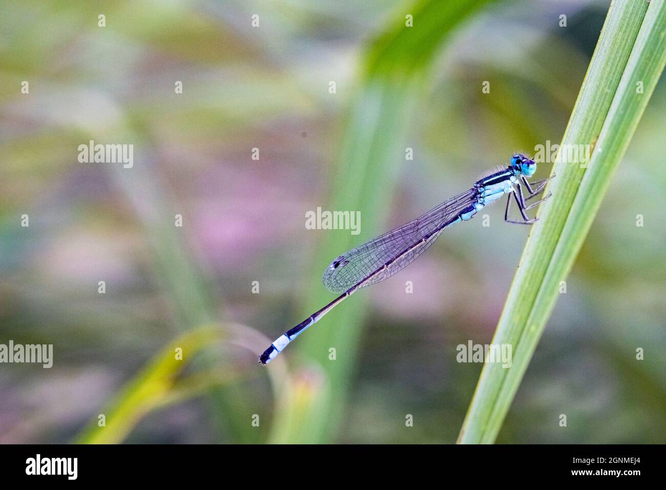 A Southern damselfly in the blurred background Stock Photo - Alamy