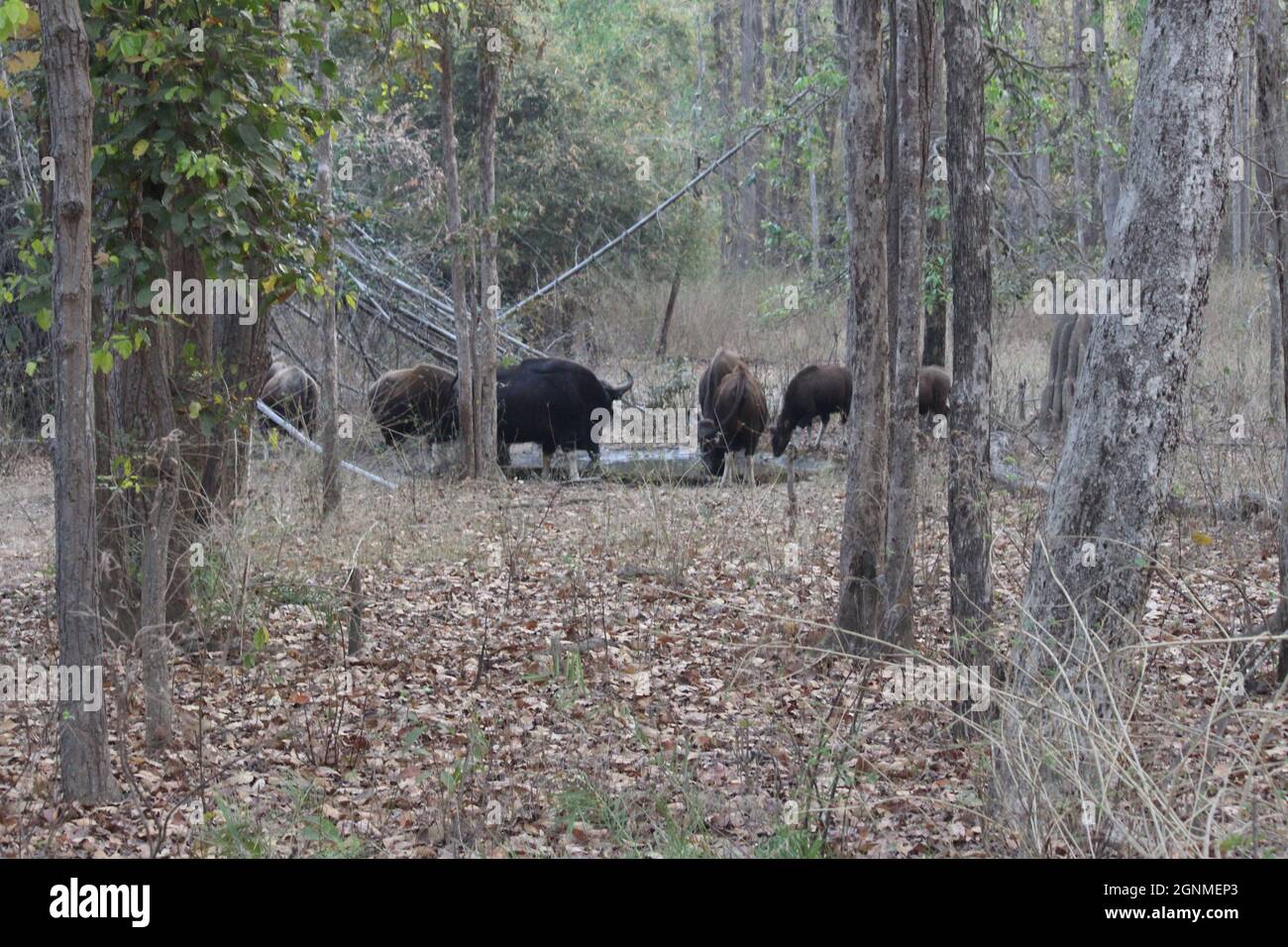 The bison herd in the autumn forest during defoliation Stock Photo - Alamy