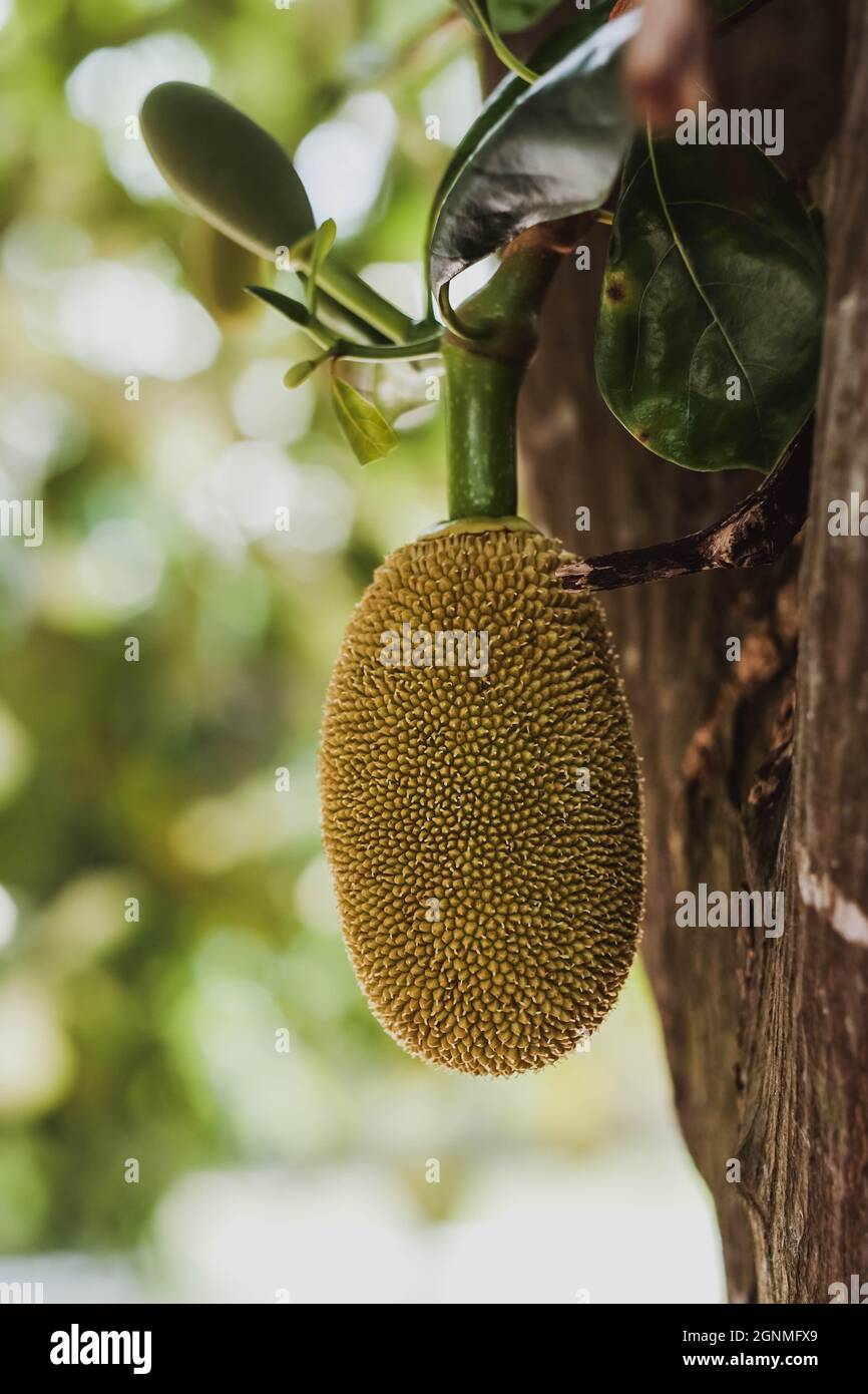 Growing fresh small jackfruit hi-res stock photography and images - Alamy