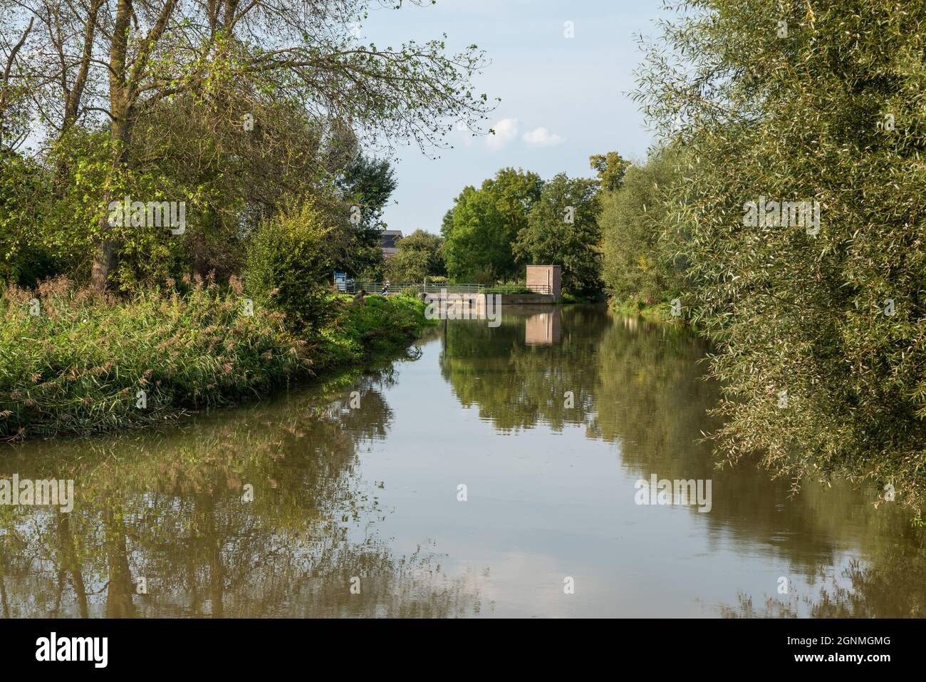 Trees and grass reflecting in the River Dyle Stock Photo - Alamy