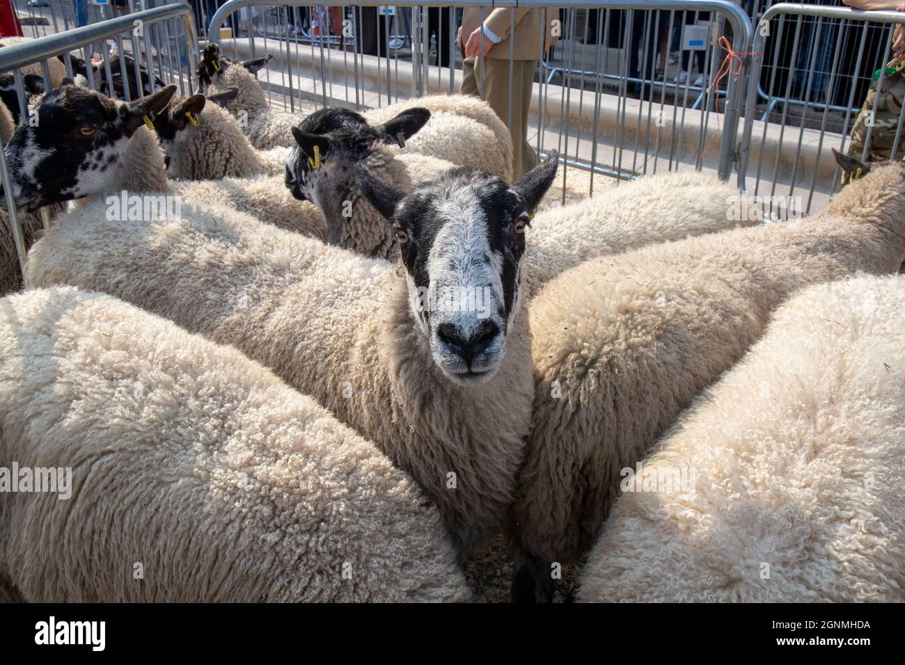 LONDON, ENGLAND, September 26 2021, Sheep being driven across Southwark ...