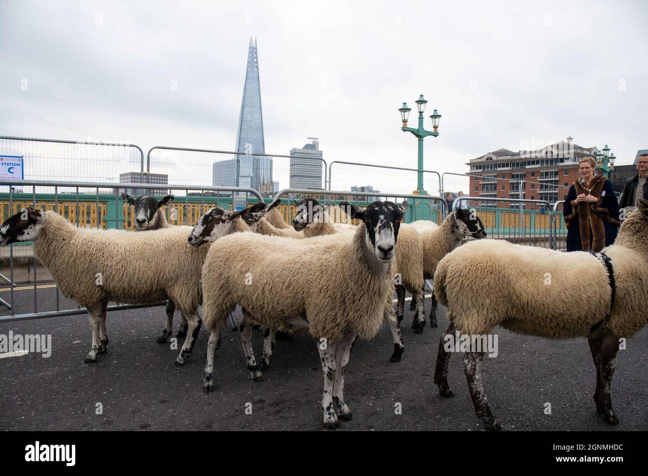 Sheep drive and livery fair hi-res stock photography and images - Alamy