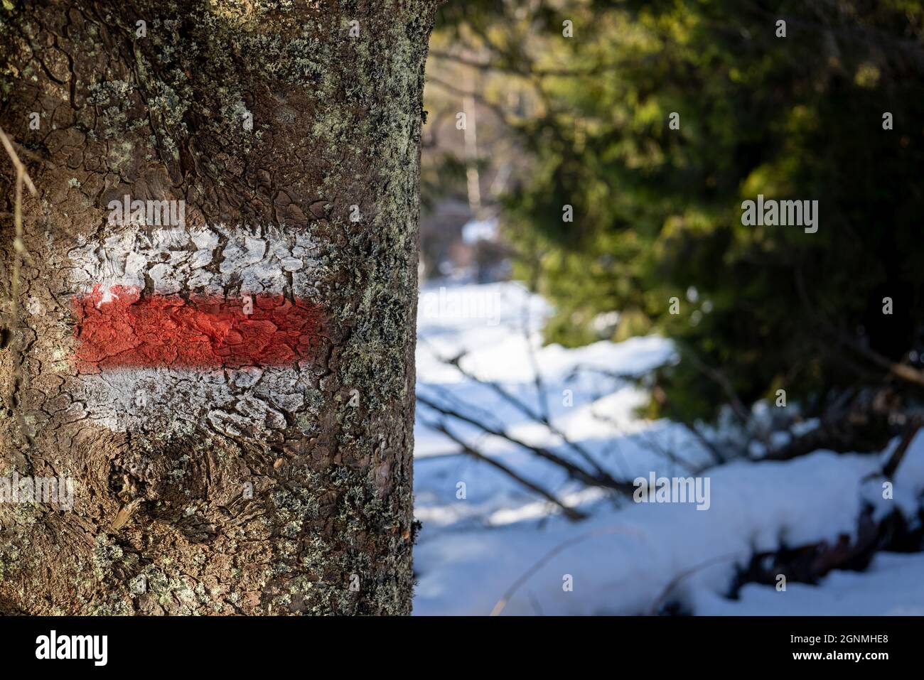 Red and white tourist route mark on tree Stock Photo - Alamy