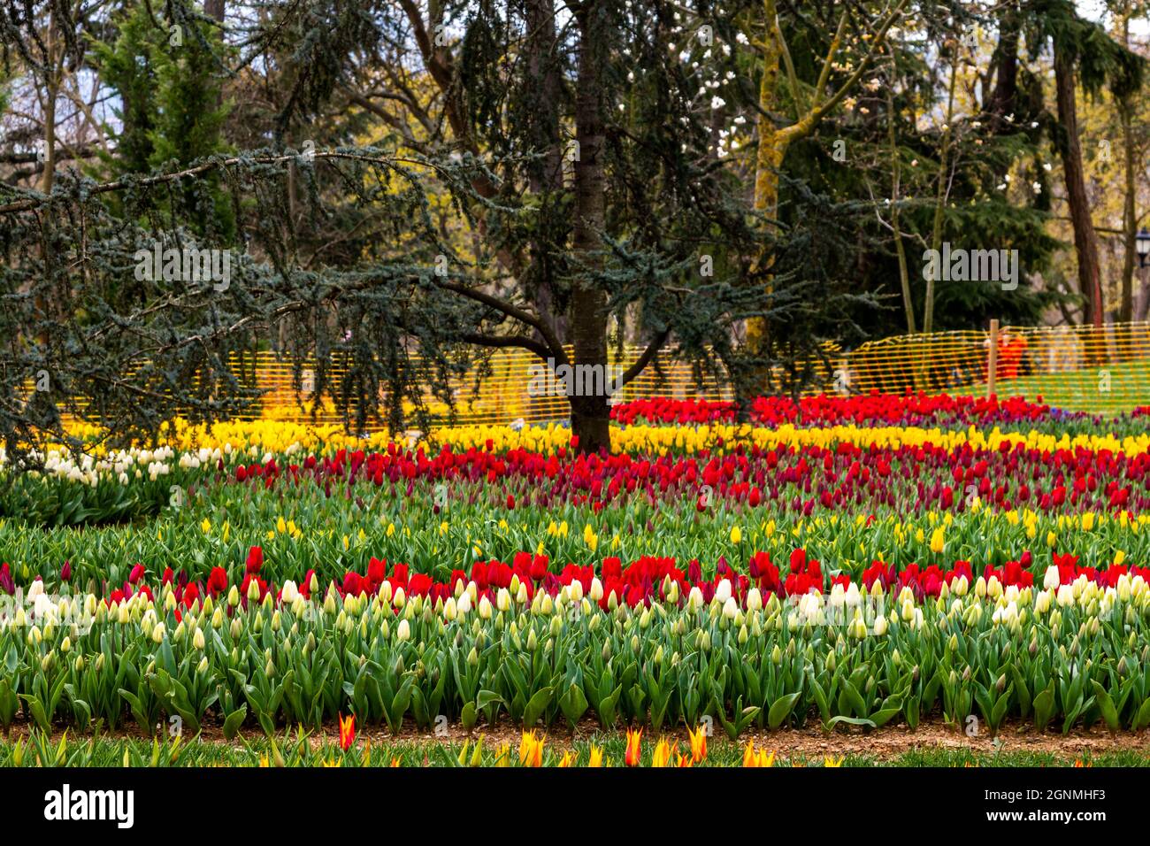 Emirgan Grove with many flower species, 2021-31 March, Istanbul, Turkey ...