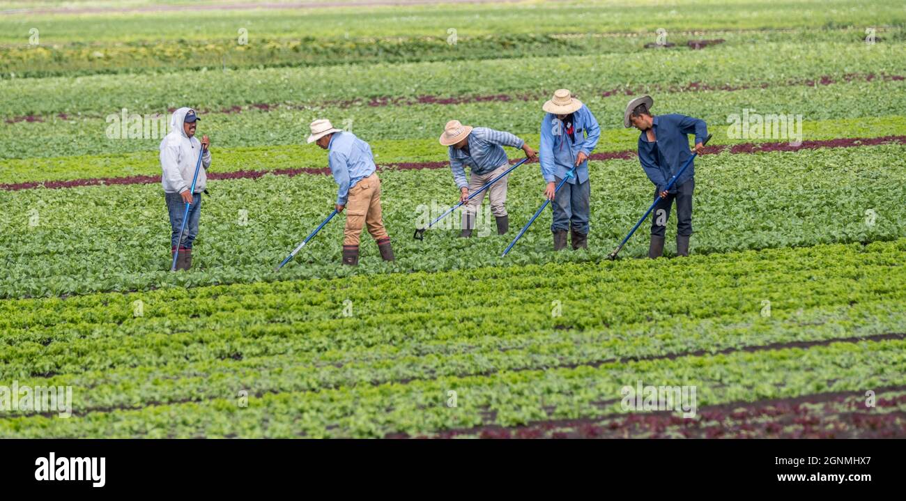 Worker agricultural workers hi-res stock photography and images - Alamy