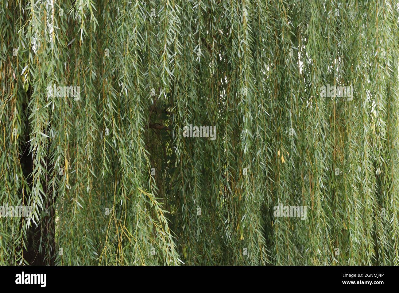 Hanging willow hi-res stock photography and images - Alamy