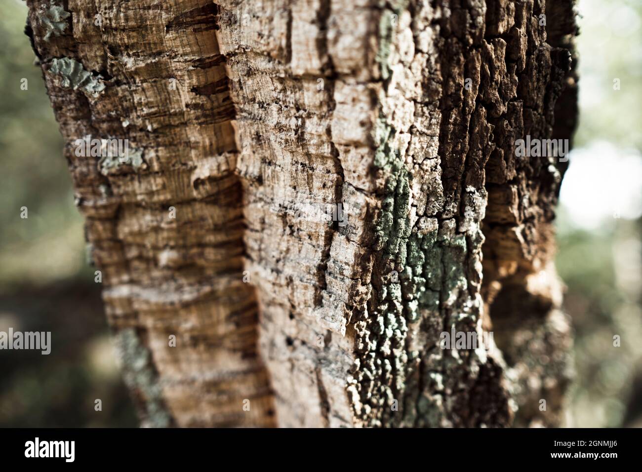 Oak bark texture hi-res stock photography and images - Alamy