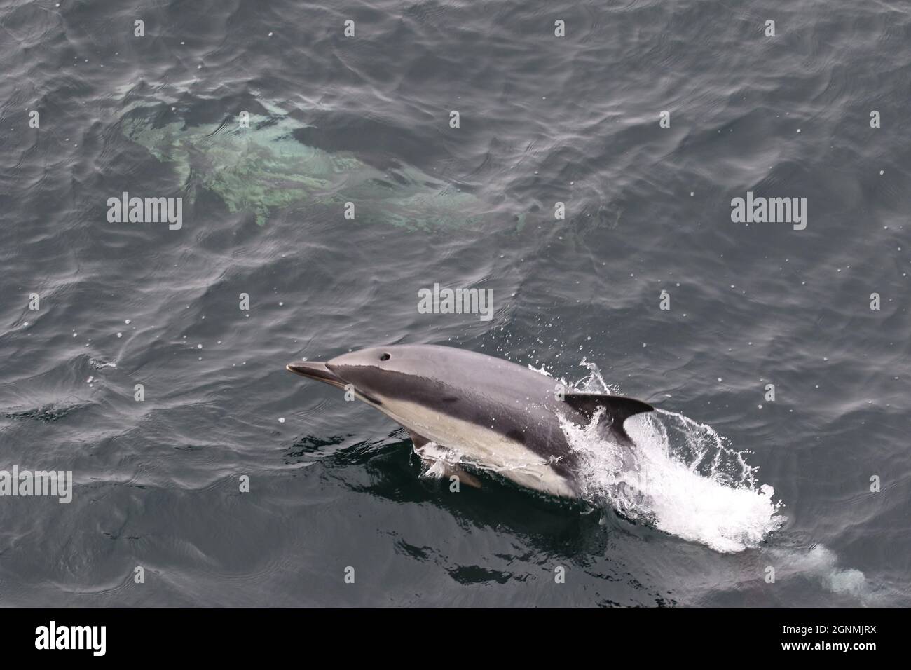 Sequence 4 - Common Dolphin leaping in UK waters Stock Photo - Alamy