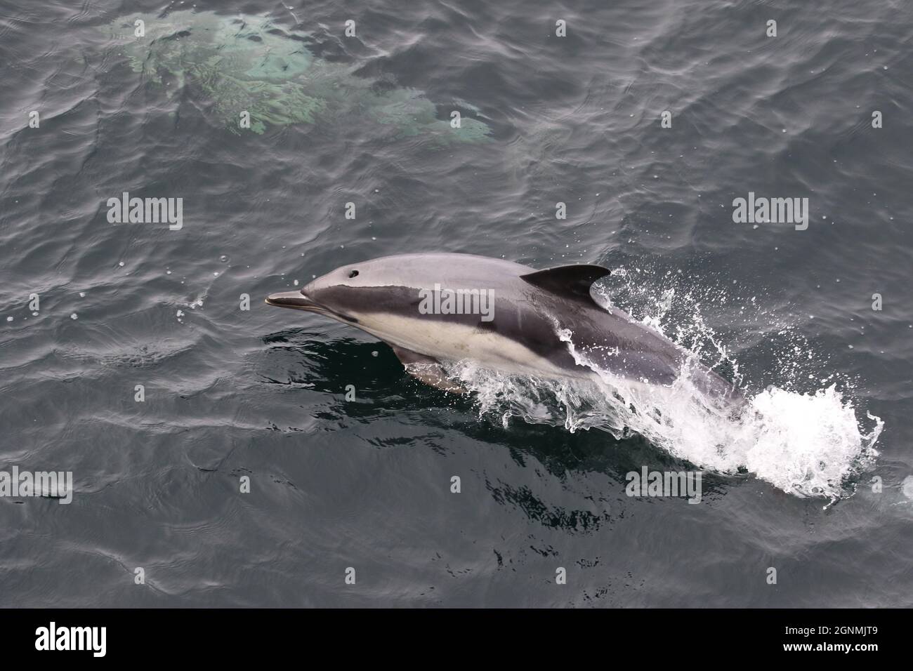 Sequence 4 - Common Dolphin leaping in UK waters Stock Photo - Alamy