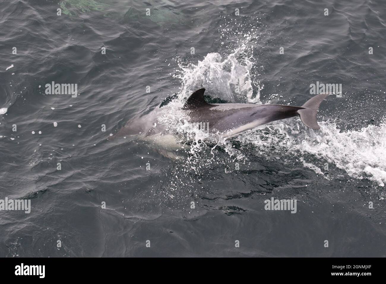 Sequence 4 - Common Dolphin leaping in UK waters Stock Photo - Alamy