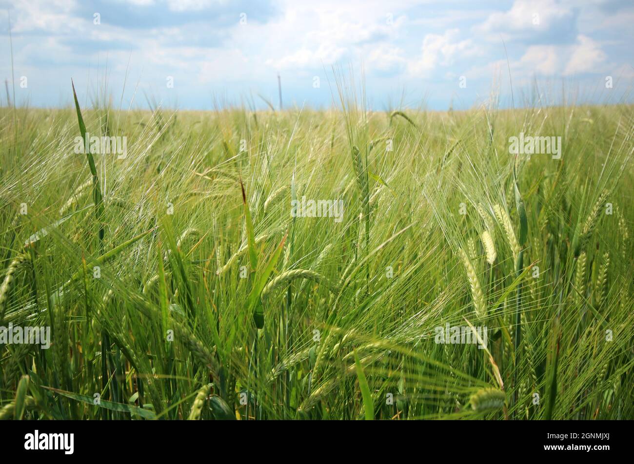 Agricultural field of barley. Agricultural farm Stock Photo - Alamy