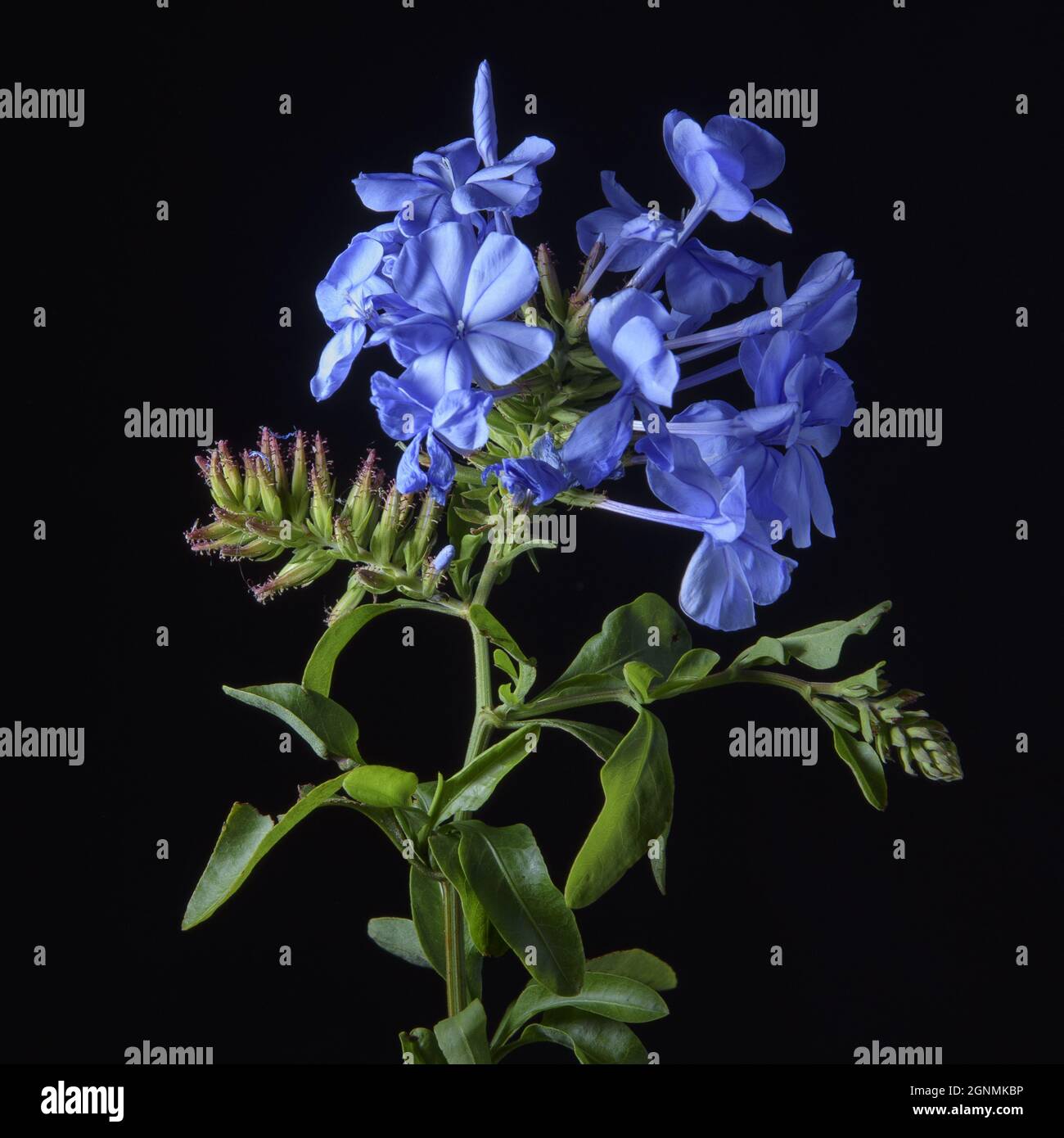 A closeup of Plumbago auriculata flowers under the lights isolated on a ...