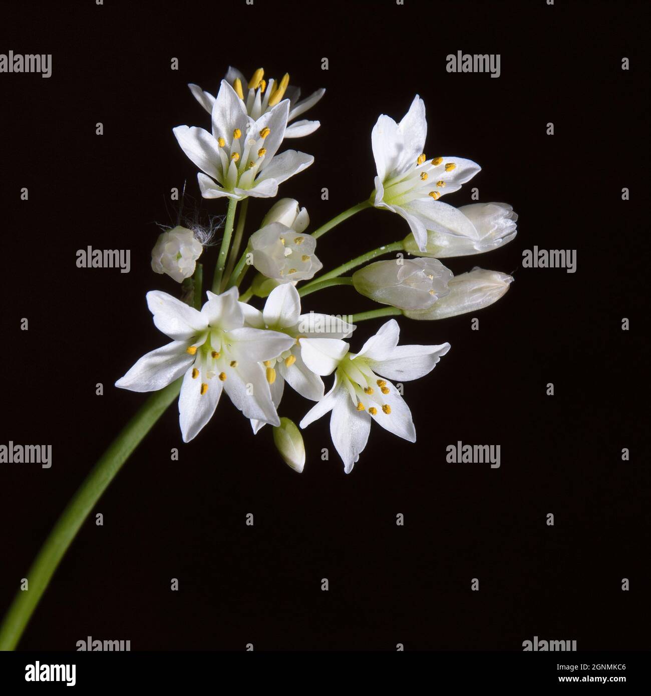 False garlic flowers hi-res stock photography and images - Alamy