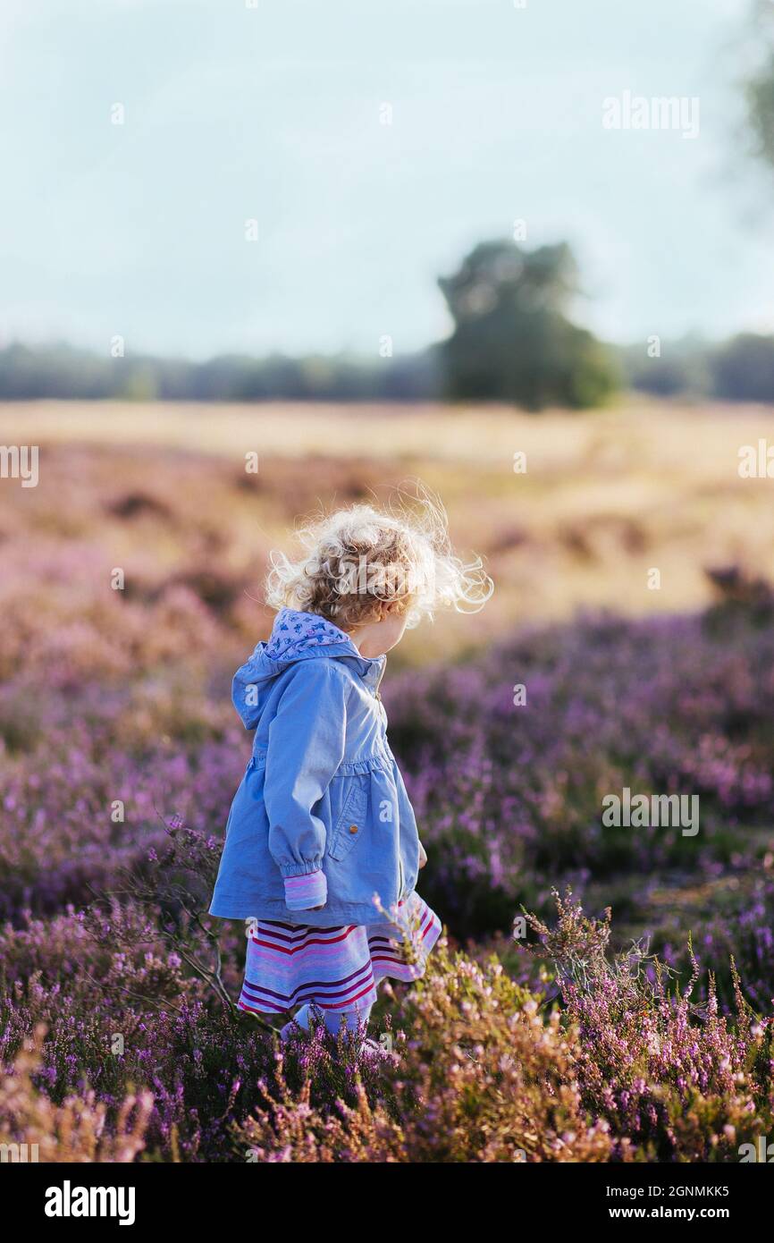 A cute Dutch girl in the scenic field with common heather Stock Photo ...