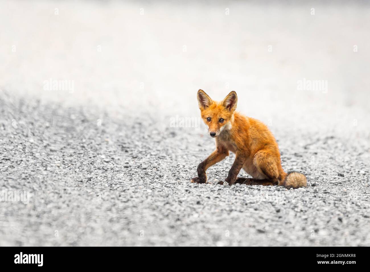 Closeup portrait of Red Fox cub (Vulpes vulpes) sitting on a road in ...