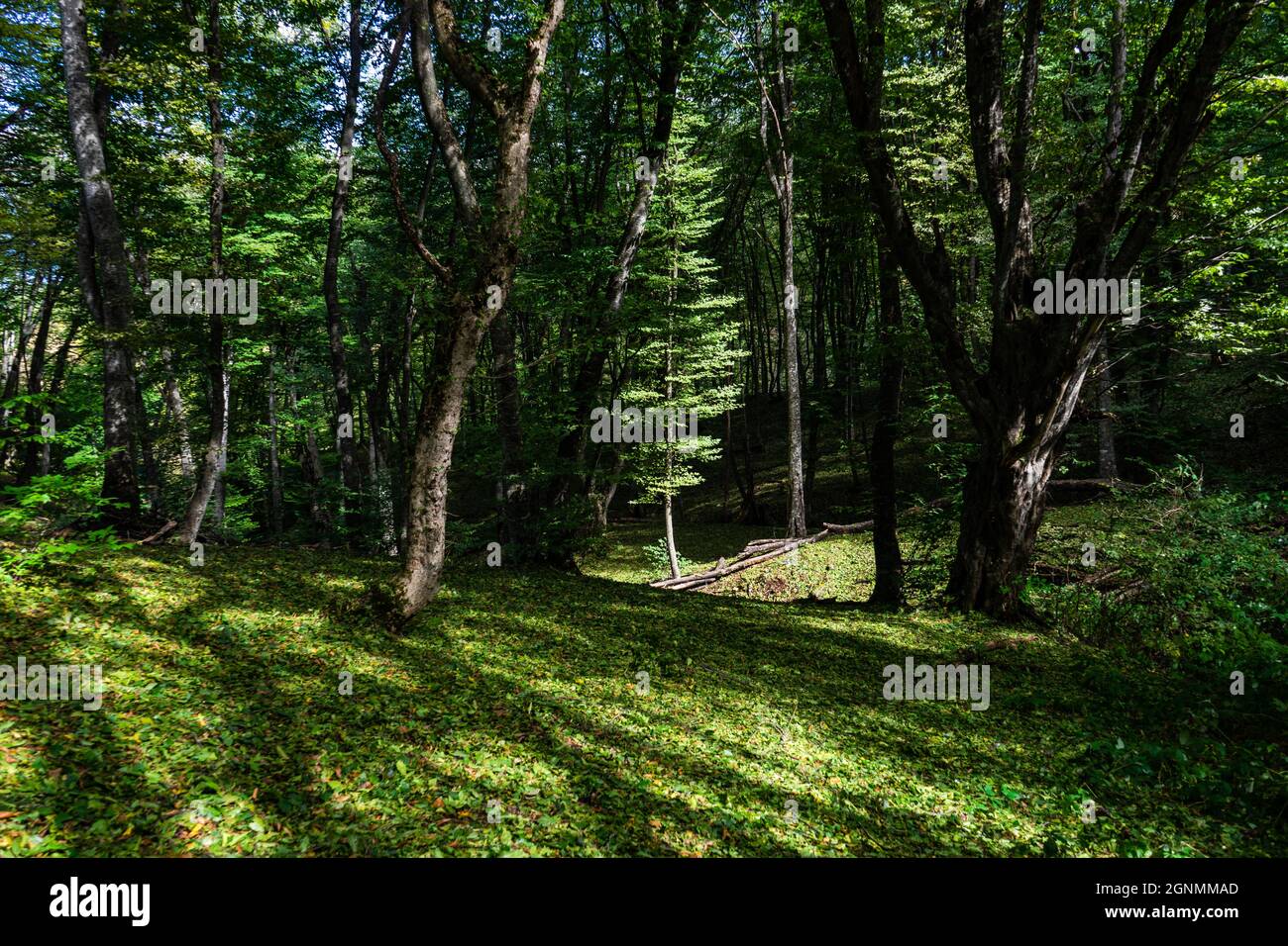 Rural forest landscape on Gombori Pass in Georgia Stock Photo - Alamy