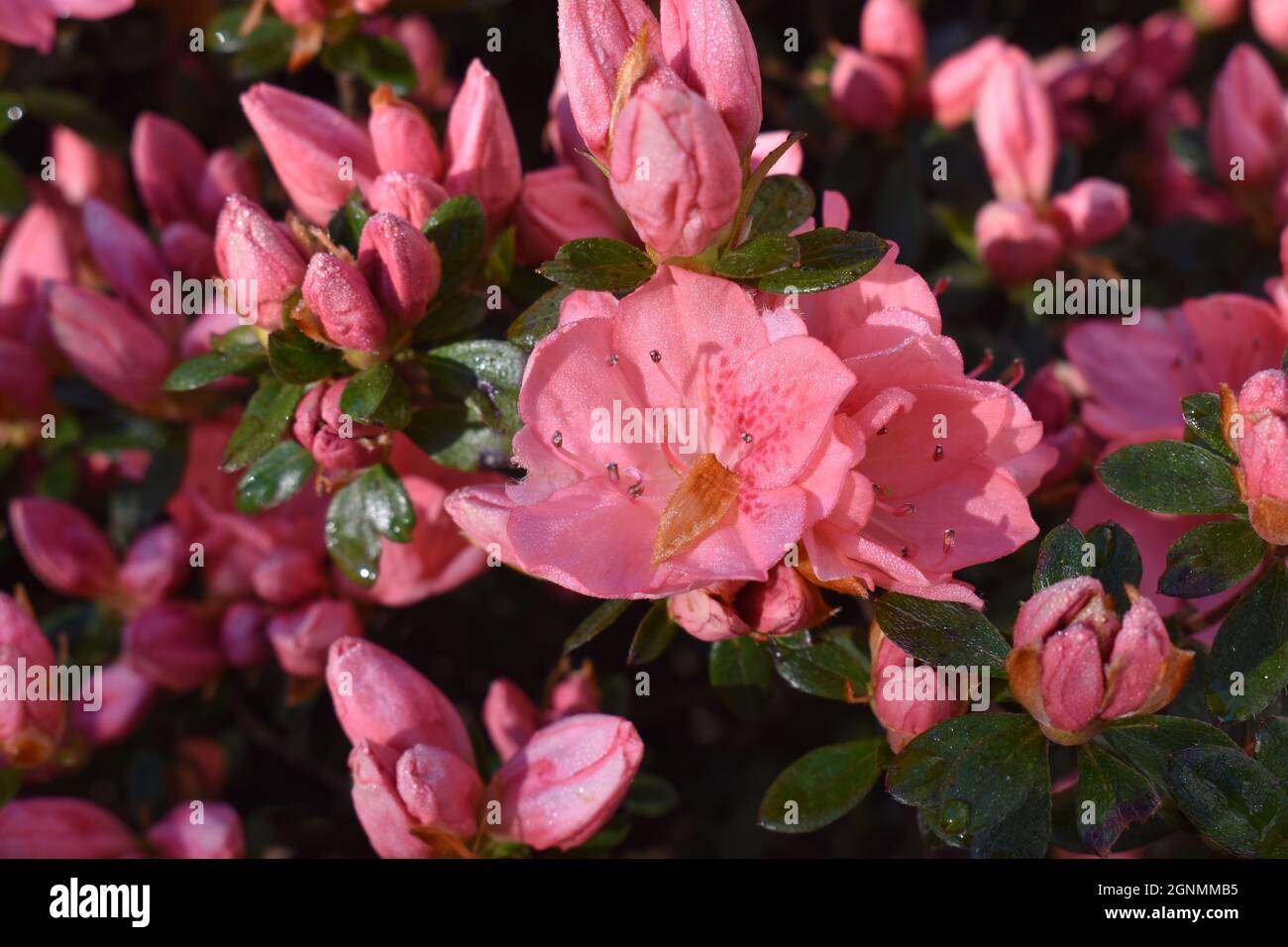 Pink azalea blossoms hi-res stock photography and images - Alamy