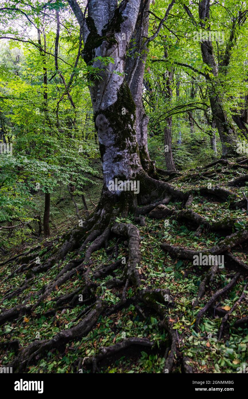 Rural forest landscape on Gombori Pass in Georgia Stock Photo - Alamy