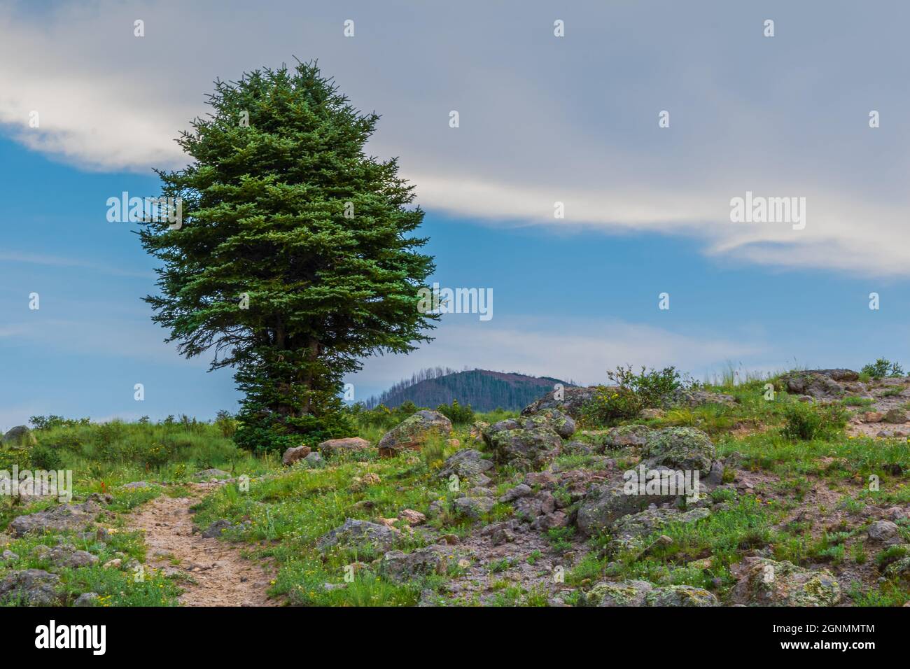 Valles caldera national preserve hi-res stock photography and images ...