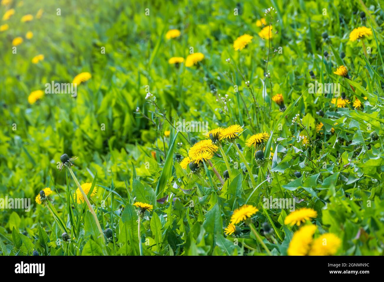 Field of yellow dandelions. Summer field of dandelions. Taraxacum ...