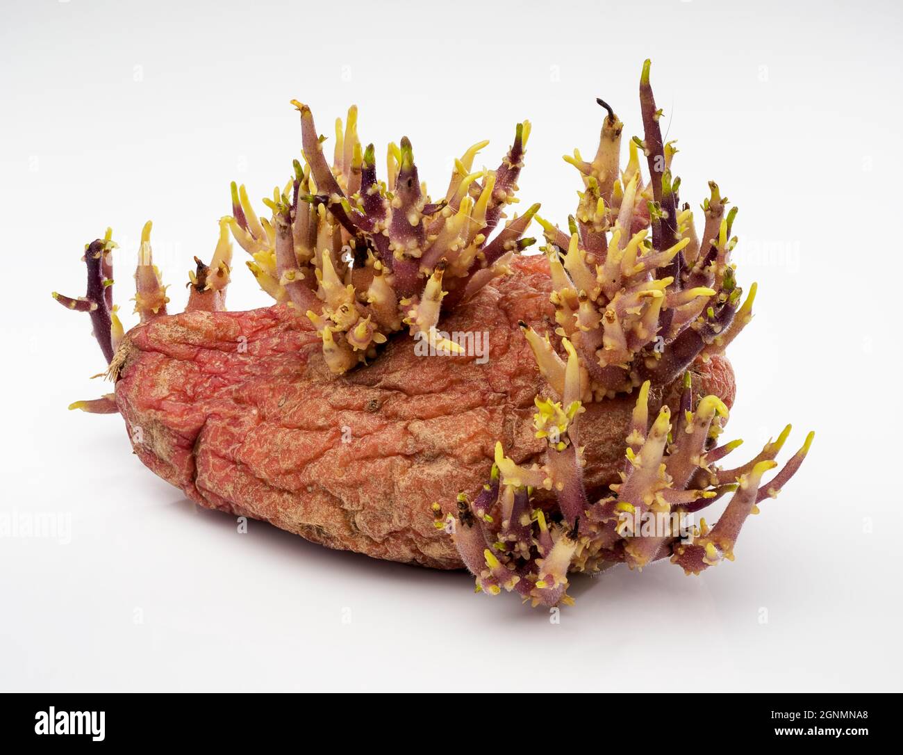 Shrivelled sprouting potato with numerous bulging shoots Stock Photo ...