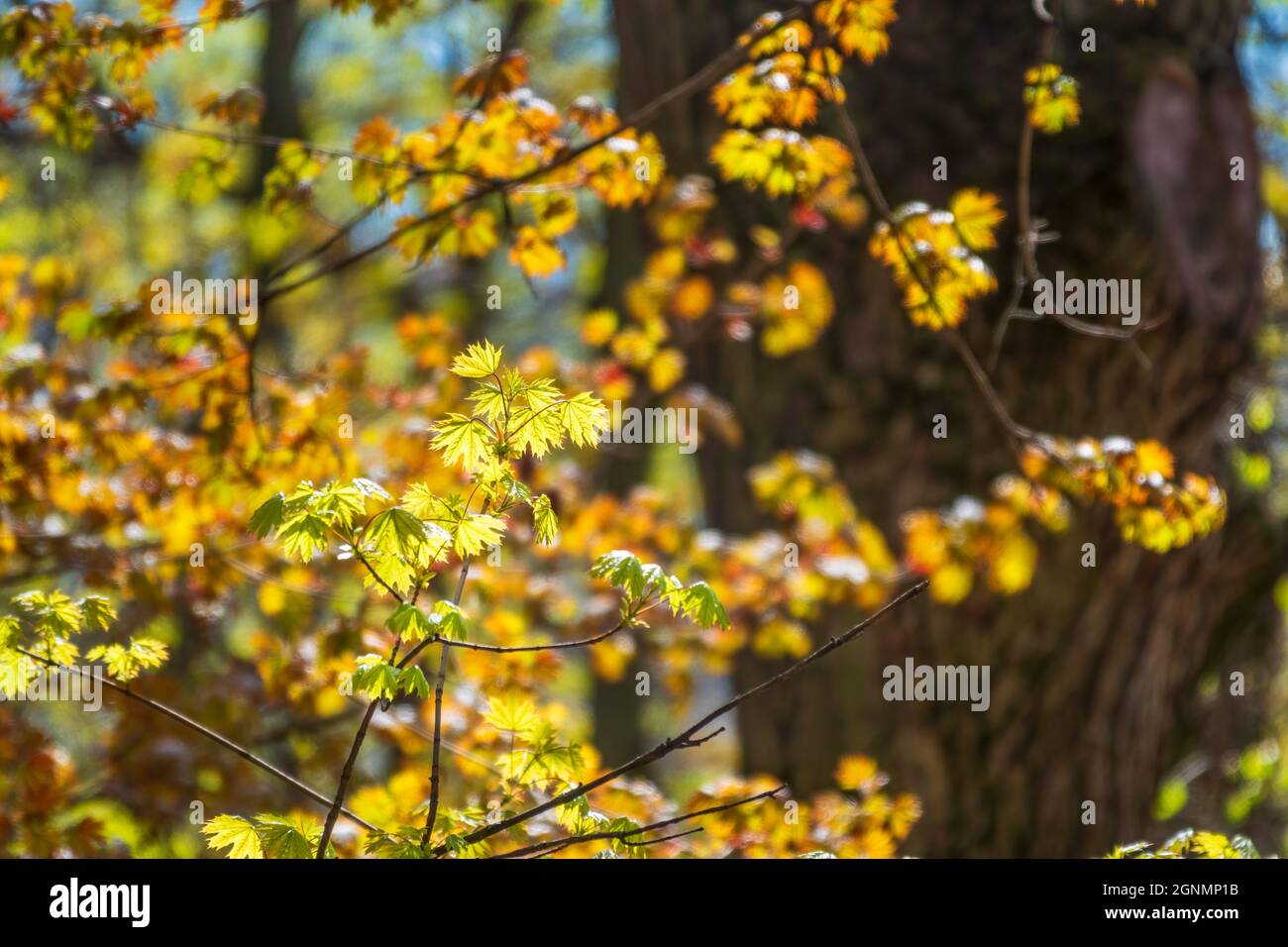 Spring branches of maple tree with fresh green leaves. Spring ...