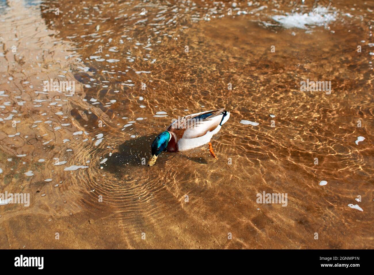Duck living in a city park. Duck portrait Stock Photo - Alamy