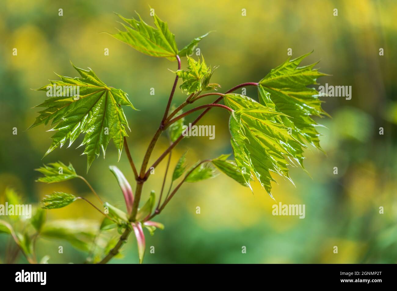 Spring branches of maple tree with fresh green leaves. Spring ...