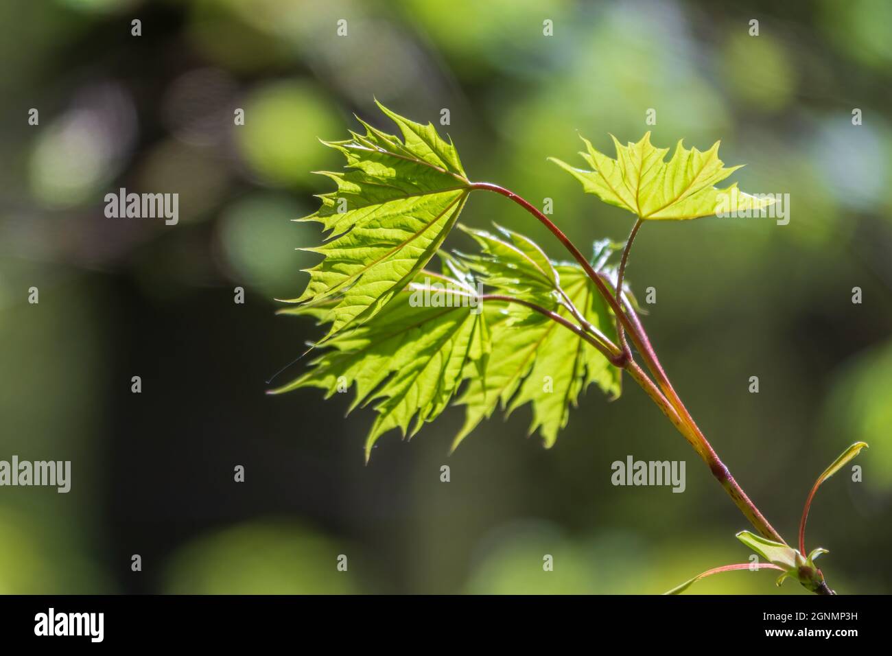 Spring branches of maple tree with fresh green leaves. Spring ...