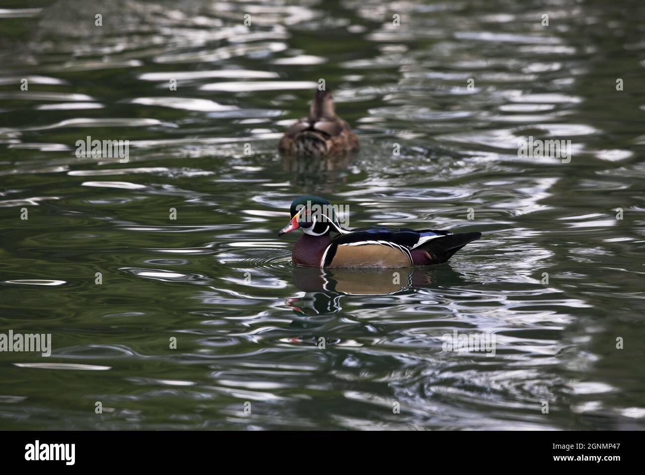 Boldly colorful Wood Duck swims in urban pond at Reid Park in Tucson ...