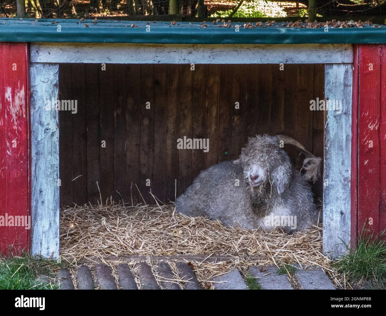 Ankara goat hi-res stock photography and images - Alamy