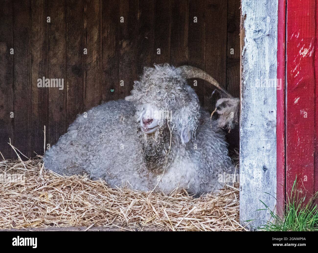 Ankara goat hi-res stock photography and images - Alamy
