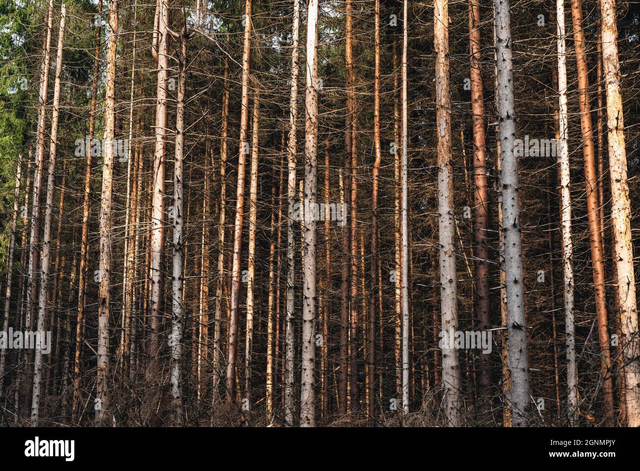 Deciduous and evergreen forest tree line hi-res stock photography and ...