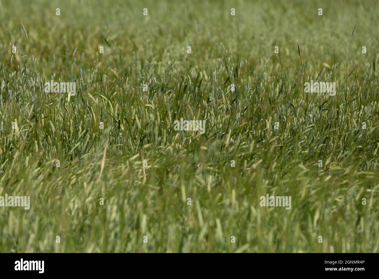 Grean plant in field hi-res stock photography and images - Alamy
