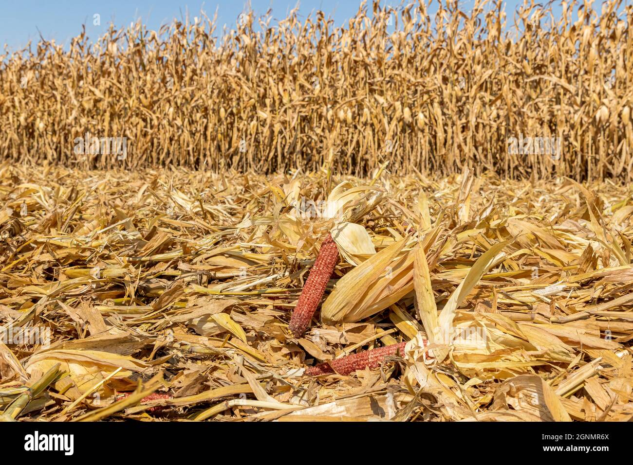Cornfield during fall harvest. Corn harvest season, farming and ...