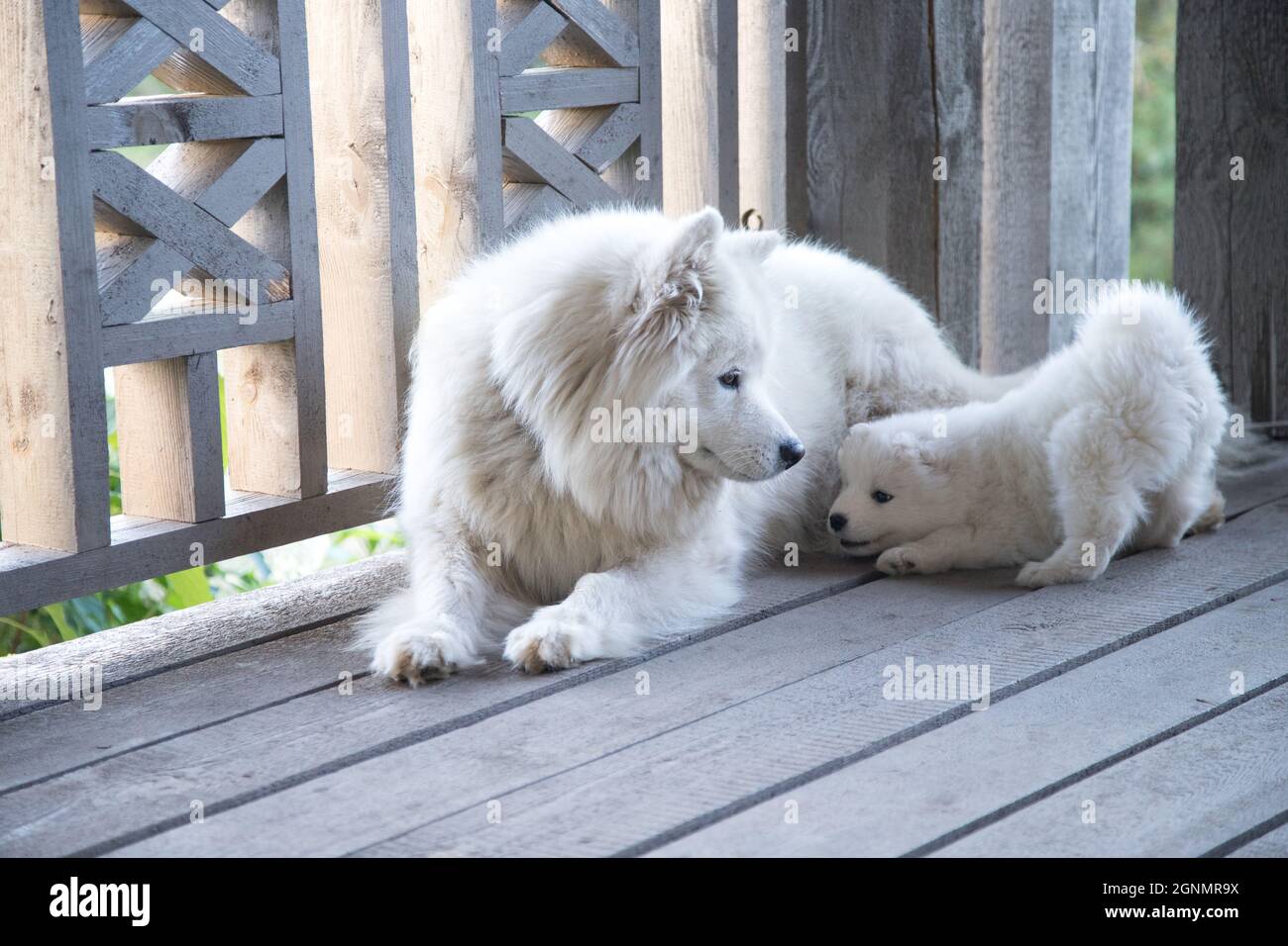 Full Grown Miniature Samoyed