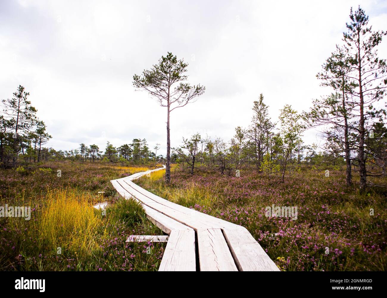 A wooden walkway in a park covwered in greenery under a cloudy sky in ...