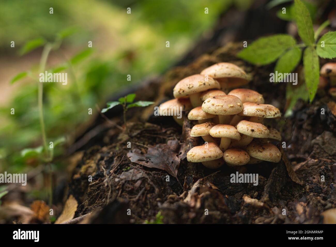 Hypholoma fasciculare, sulphur tuft or clustered woodlover, is a common ...