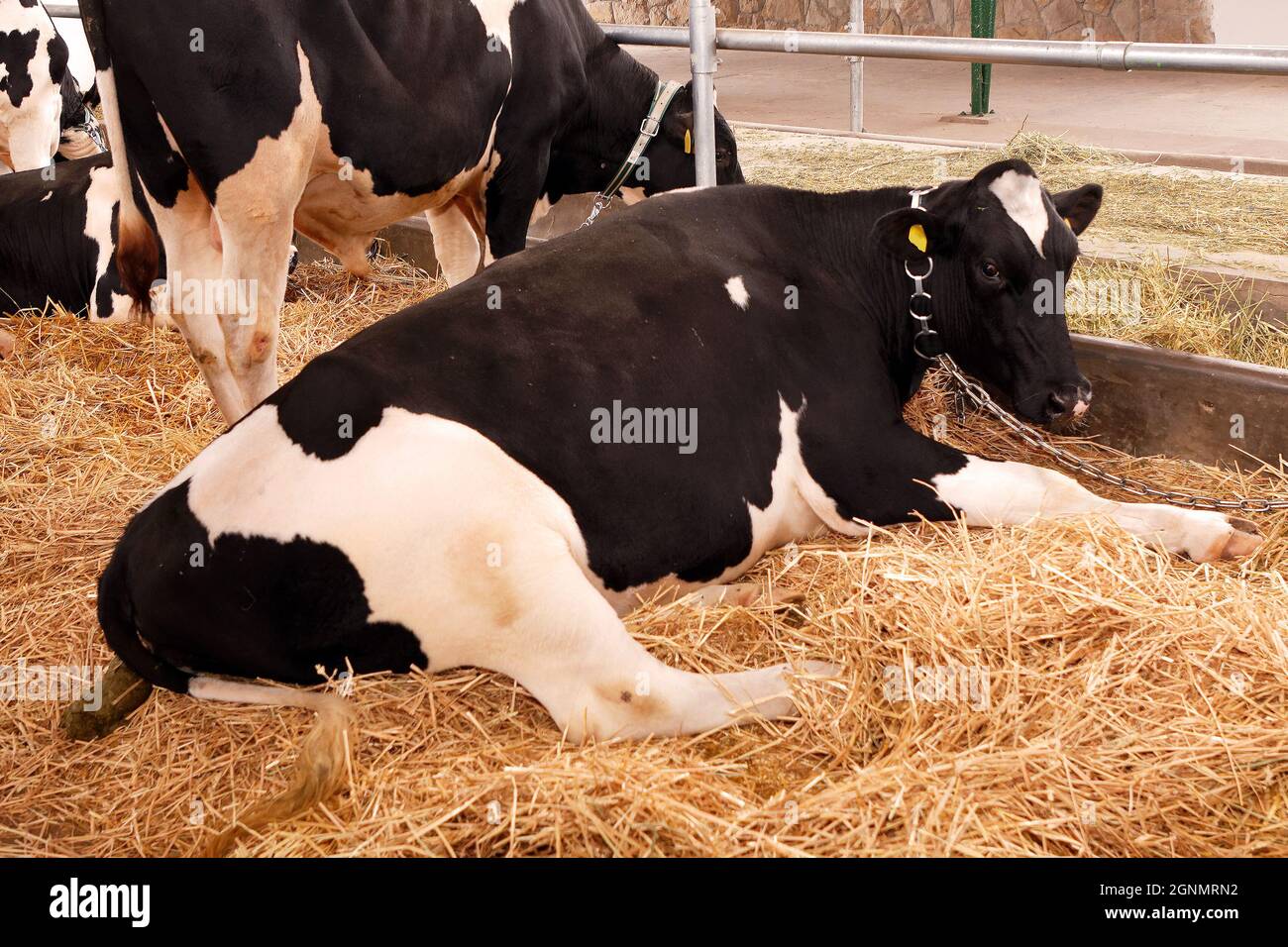 Inside interior agriculture agricultural cattle hi-res stock ...
