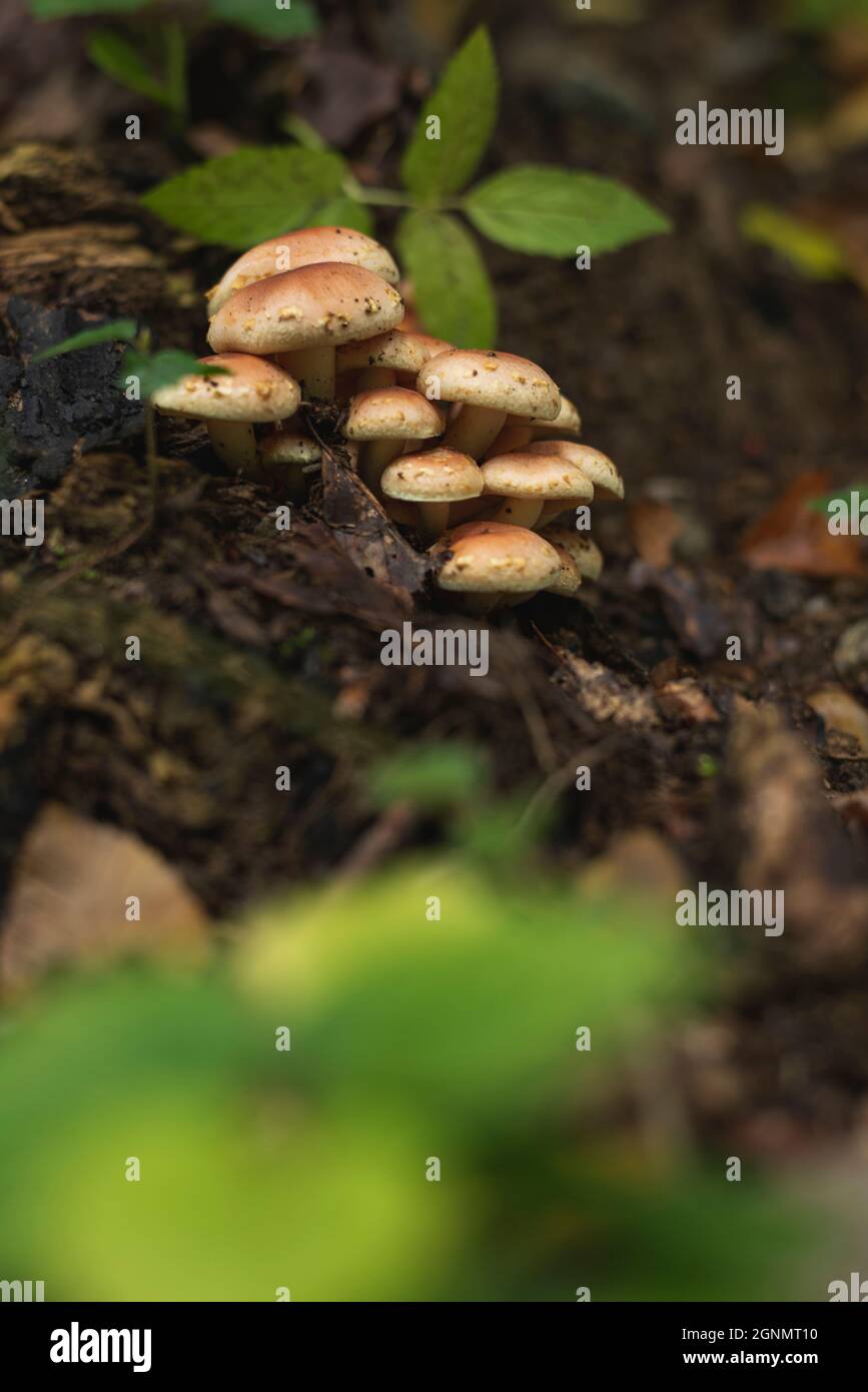 Hypholoma fasciculare, sulphur tuft or clustered woodlover, is a common ...