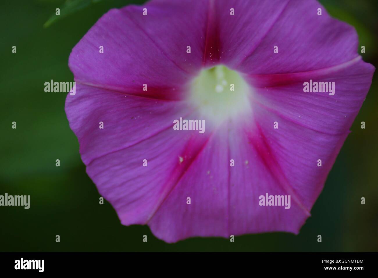 A macro shot of a beautiful pink aromatic Ipomoea flower isolated on a ...