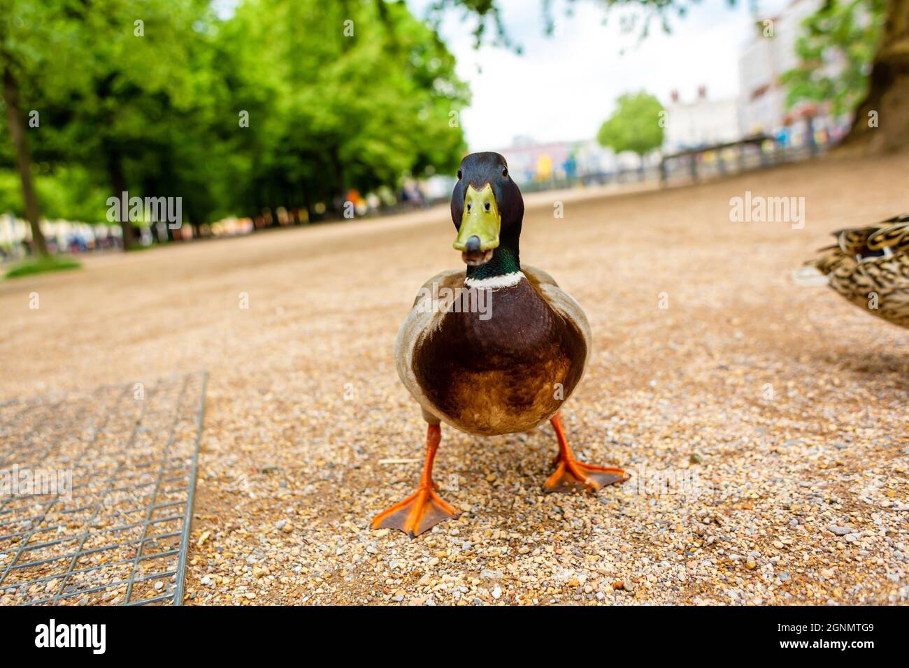Duck living in a city park. Duck portrait Stock Photo - Alamy