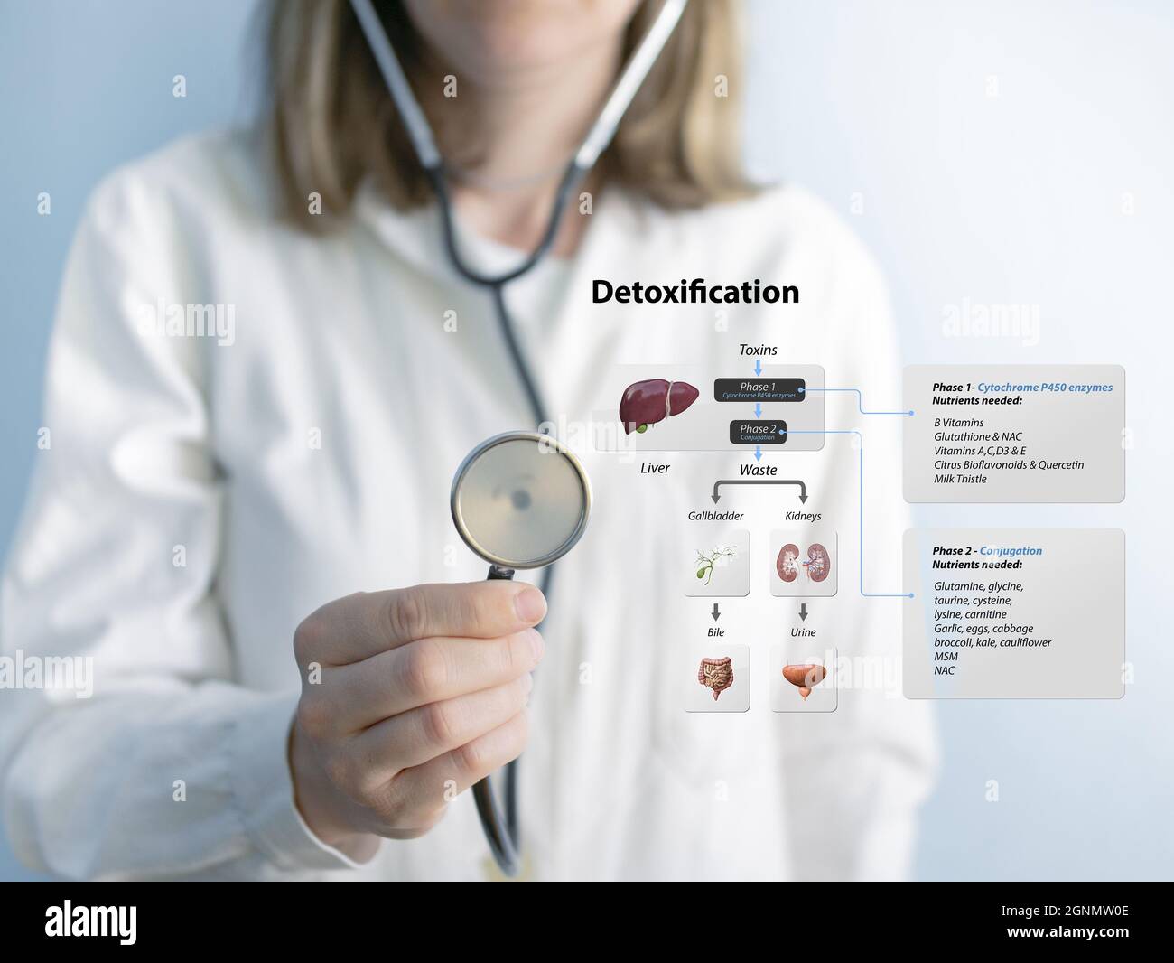 Detox Pathways Explained. From entering toxins in liver to Neutralize ...
