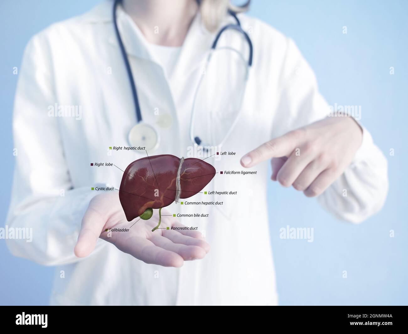 Toxins, liver. Process of Detoxification and elimination. Enter, exit ...
