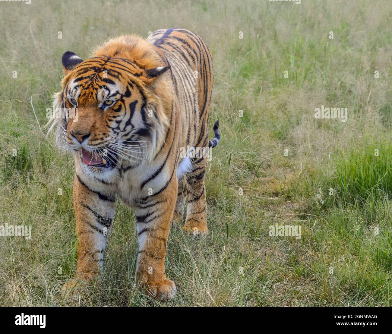 Portrait of a beautiful Bengal tiger in South African reserve Stock ...